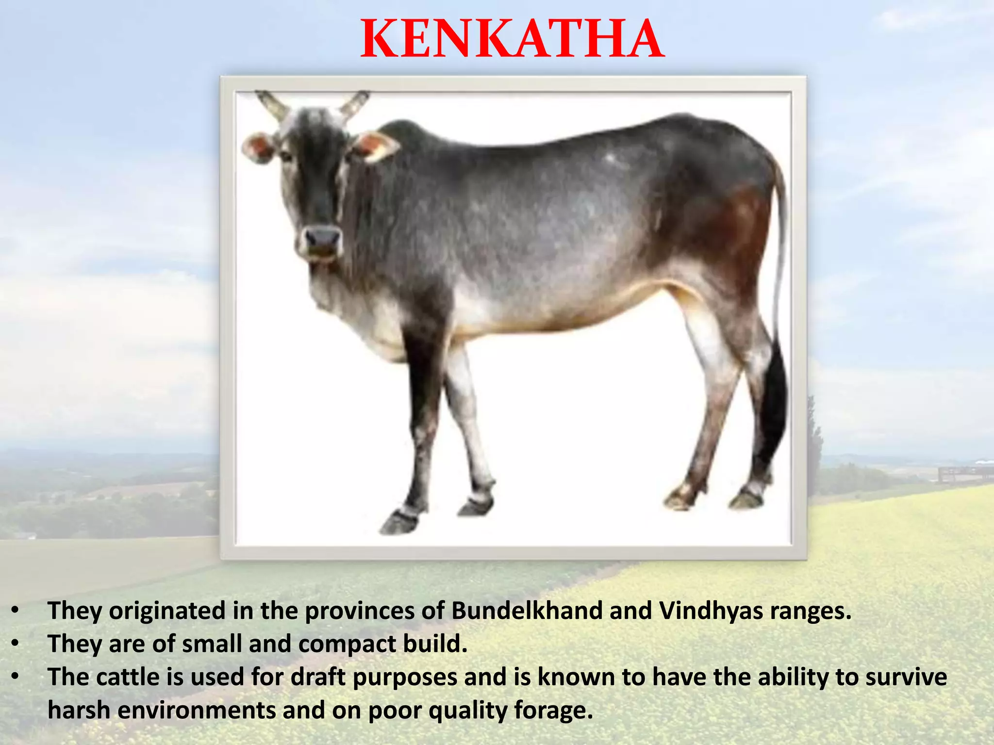 Cow breeds of India | PPTX