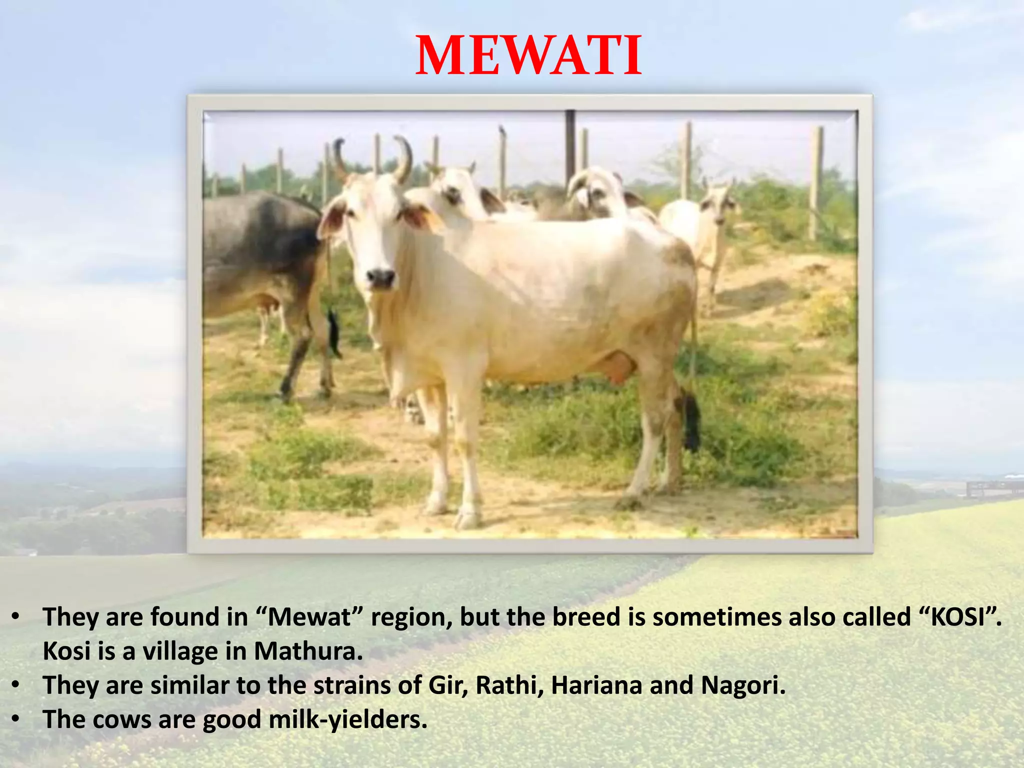 Cow breeds of India | PPTX
