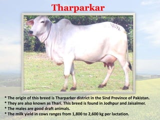 Cow breeds of India | PPTX