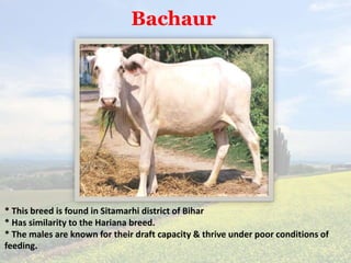 Cow breeds of India | PPTX