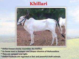 Cow breeds of India | PPTX