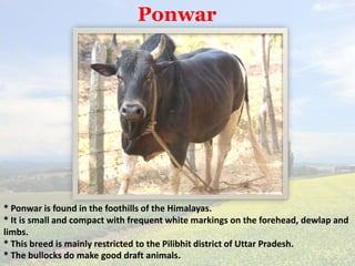 Cow breeds of India | PPTX