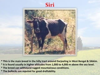 Cow breeds of India | PPTX