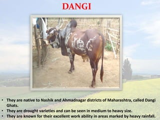 Cow breeds of India | PPTX