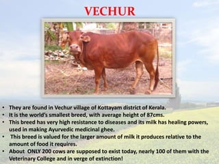 Cow breeds of India | PPTX
