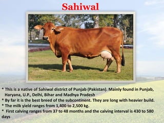 Cow breeds of India | PPTX