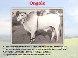 Cow breeds of India | PPTX