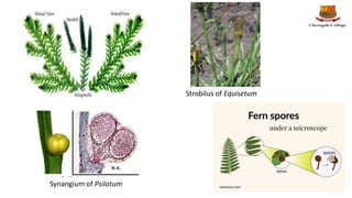 General characteristics of pteridophytes | PPTX