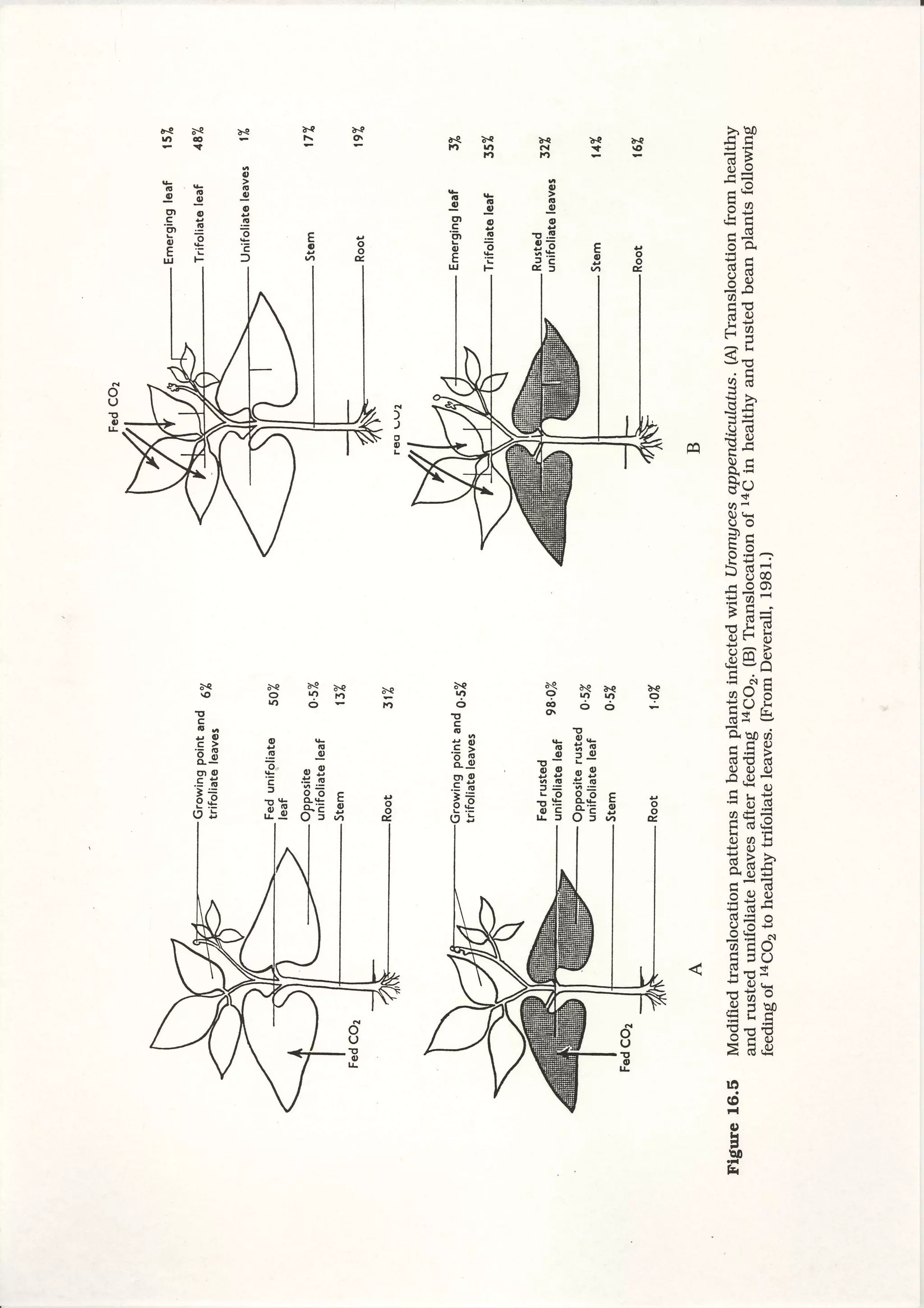 plant infection processes | PDF