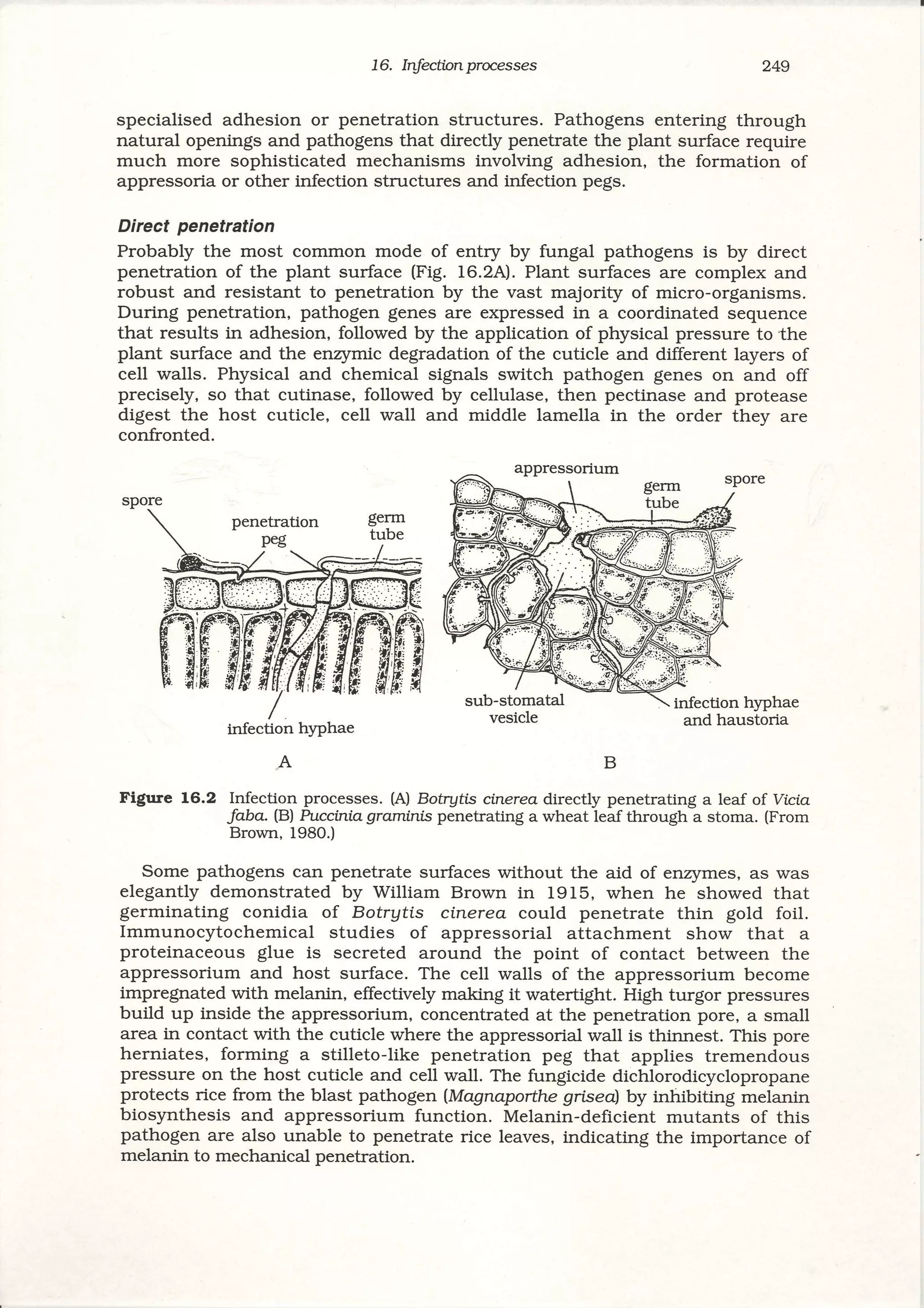 plant infection processes | PDF