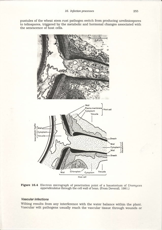 plant infection processes | PDF