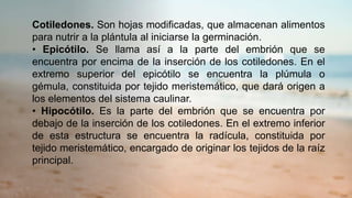 16 LA SEMILLA (1).pptx