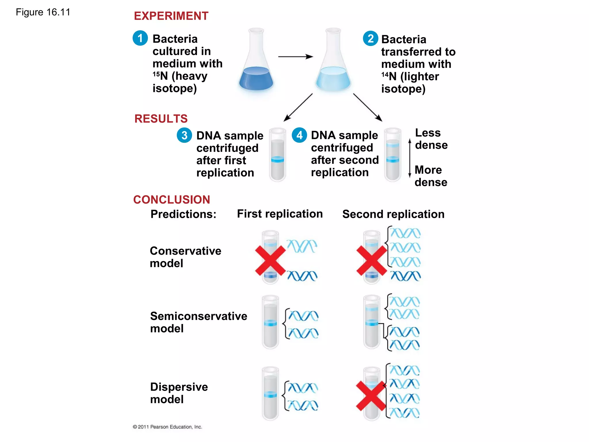 Ch 16: The Molecular Basis of Inheritance | PPT