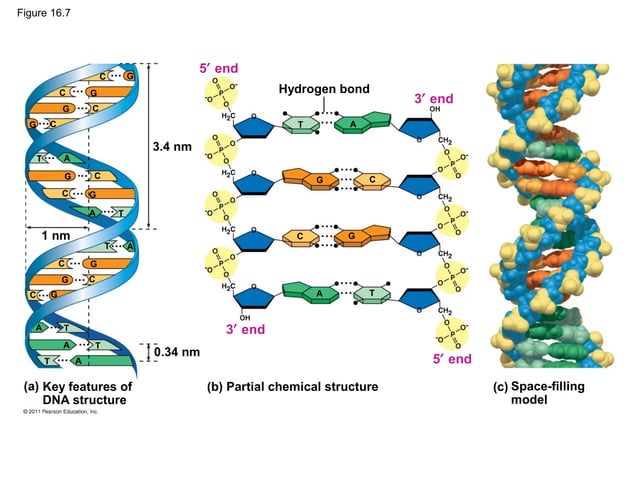 Ch 16: The Molecular Basis of Inheritance | PPT | Biological Sciences | Science