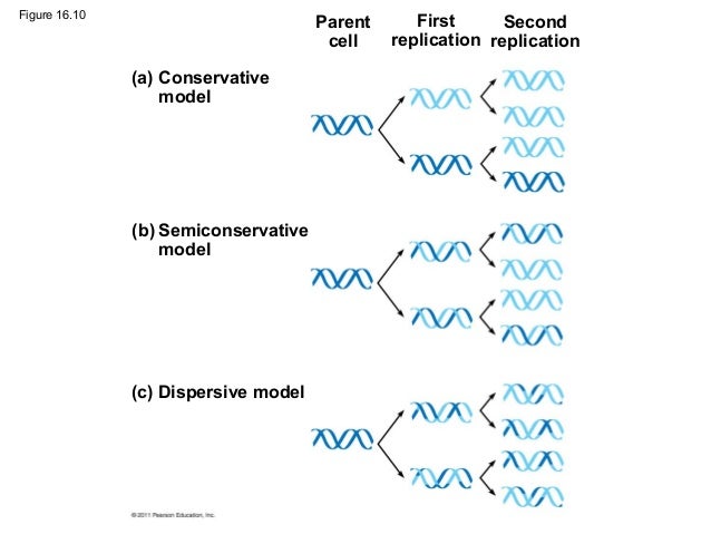 Ch 16: The Molecular Basis of Inheritance