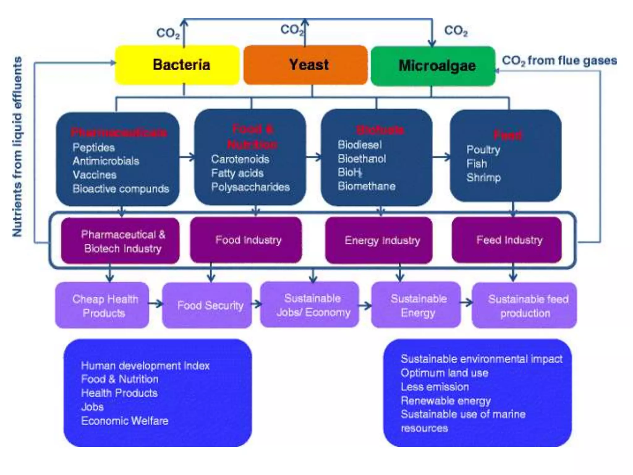 Microbes in human welfare | PPTX