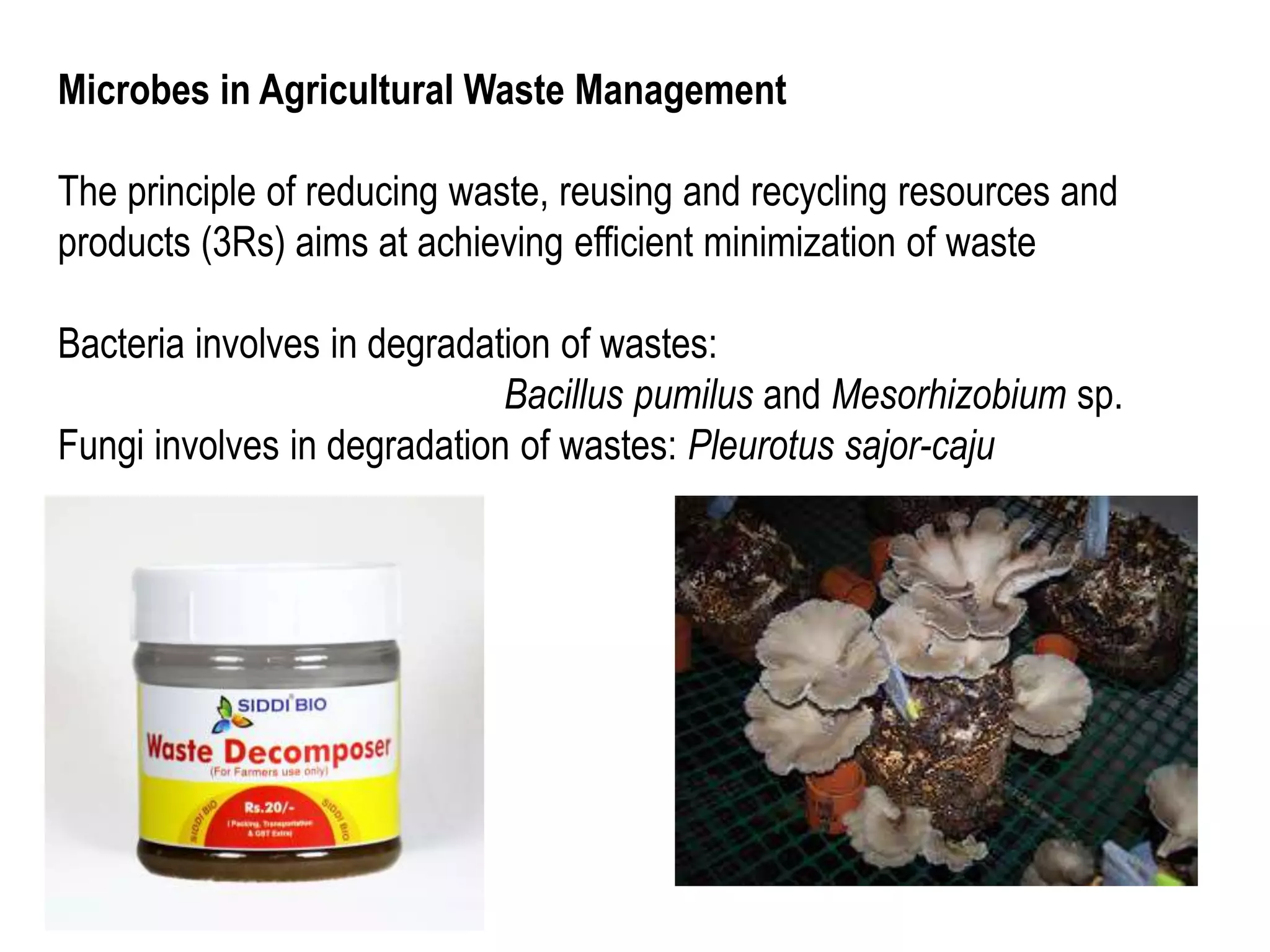 Microbes in human welfare | PPTX