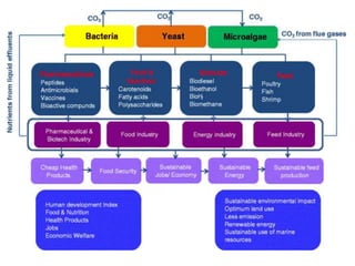 Microbes in human welfare | PPTX