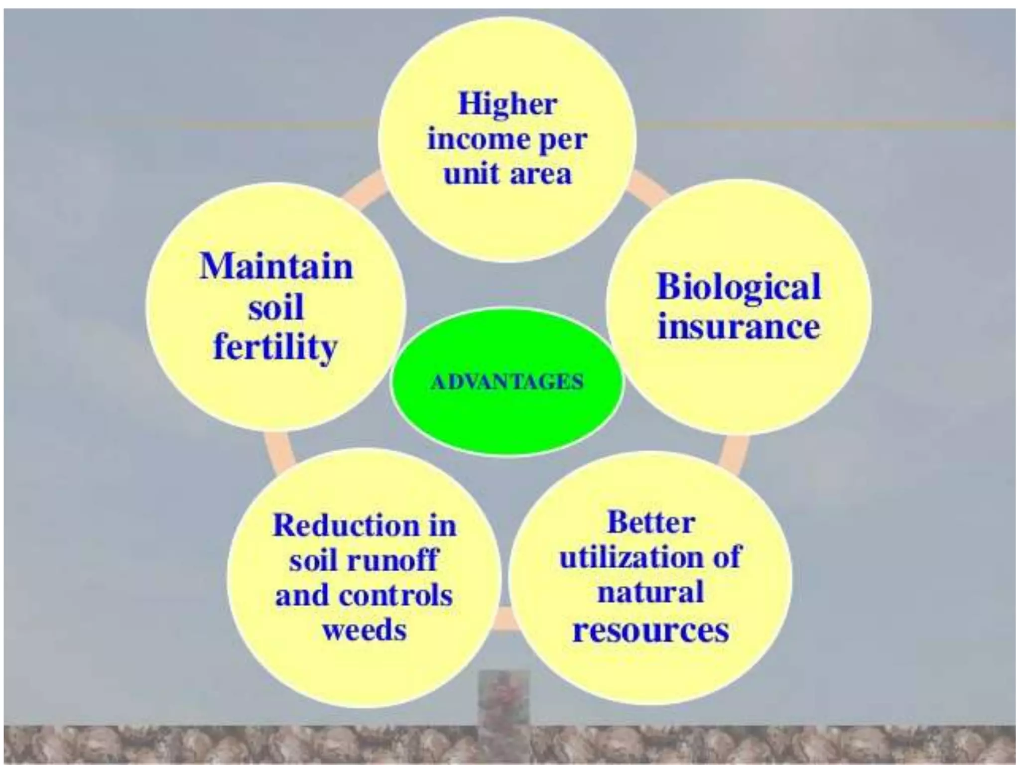 Intercropping system in BT cotton | PPTX
