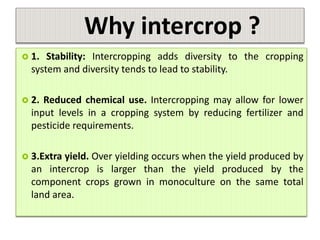 Intercropping system in BT cotton | PPTX