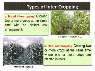 Intercropping system in BT cotton | PPTX