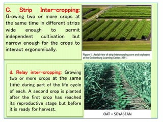 Intercropping system in BT cotton | PPTX