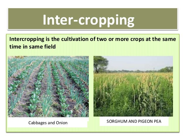 Intercropping System In BT Cotton Intercropping System In BT Cotton