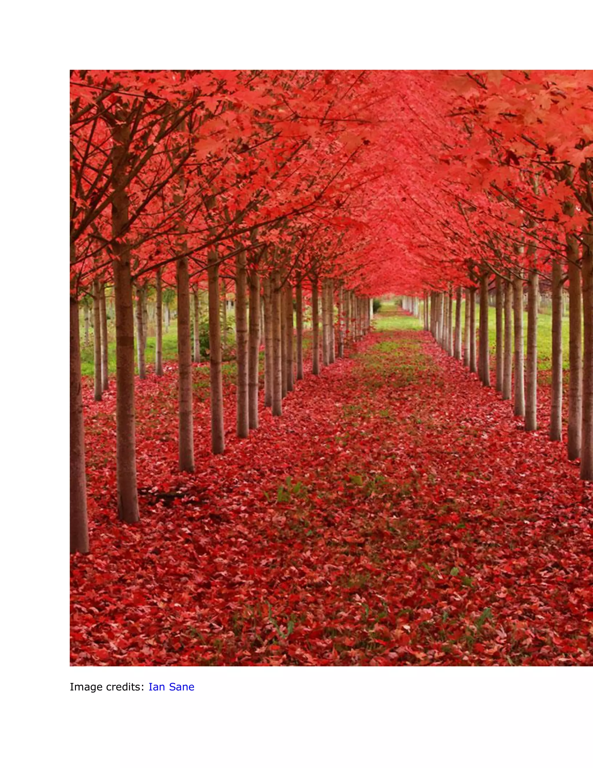 16 of the most magnificent trees in the world | PDF