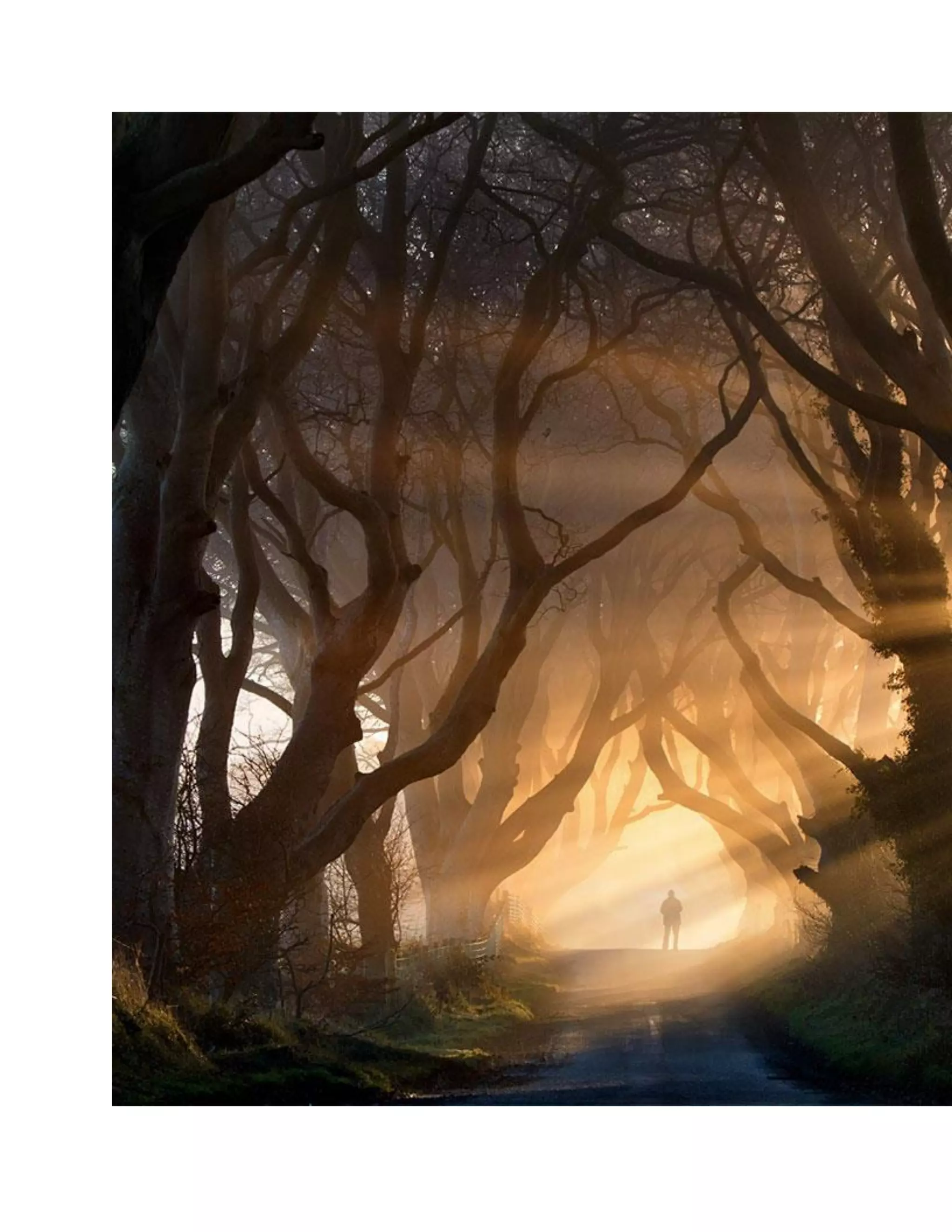 16 of the most magnificent trees in the world | PDF