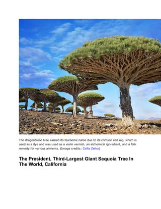 16 of the most magnificent trees in the world | PDF