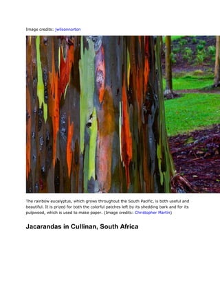 16 of the most magnificent trees in the world | PDF
