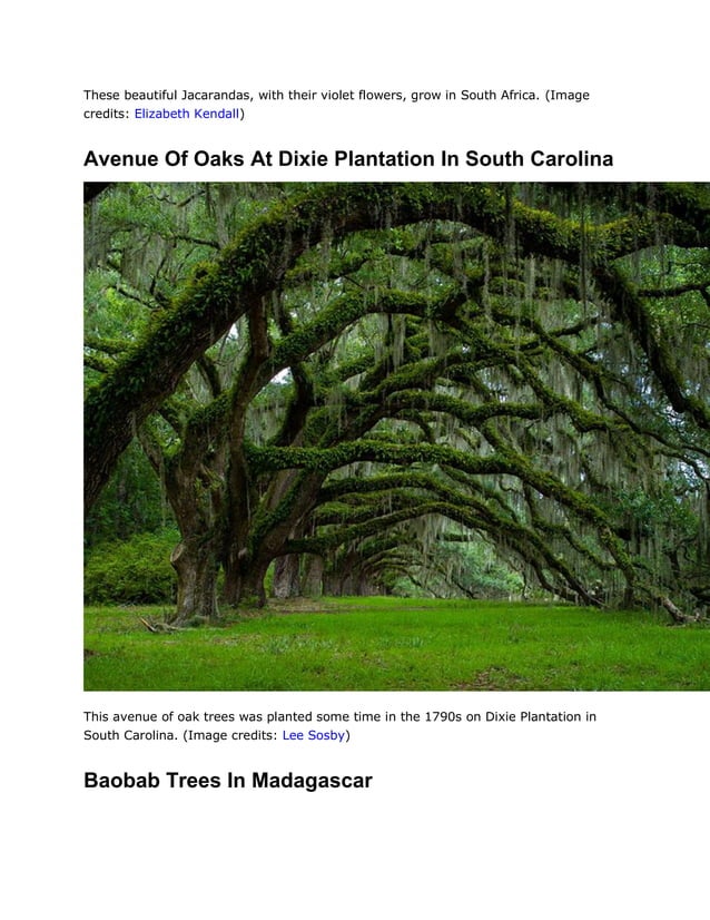 16 of the most magnificent trees in the world | PDF