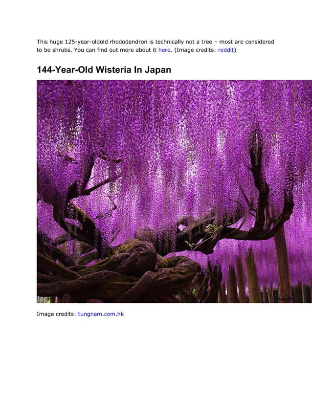 16 of the most magnificent trees in the world | PDF