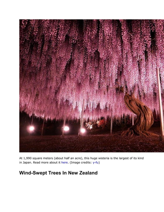 16 of the most magnificent trees in the world | PDF