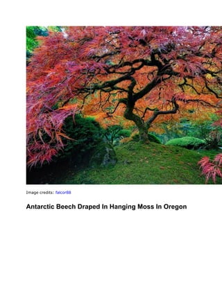 16 of the most magnificent trees in the world | PDF
