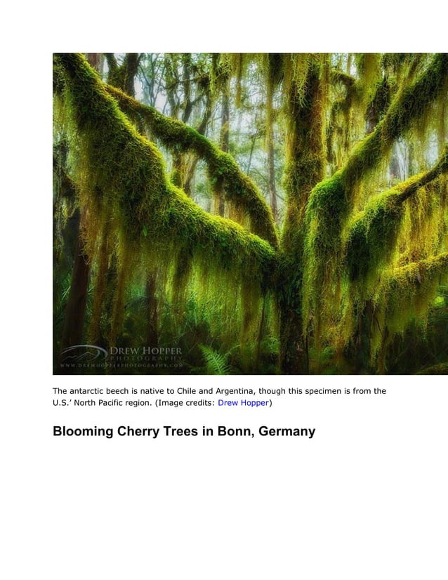 16 of the most magnificent trees in the world | PDF