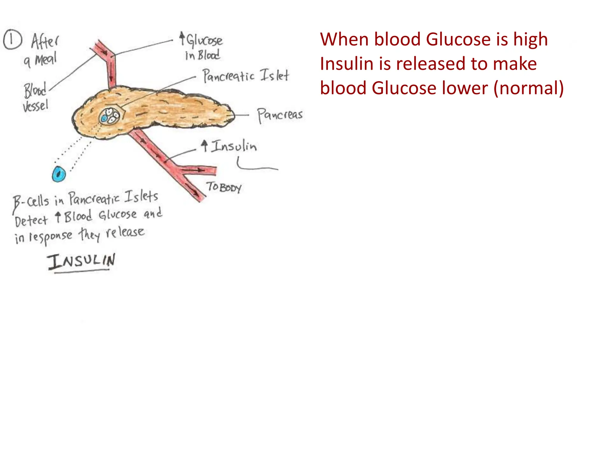 #16 Pancreas Physiology presentation ppt | PPT
