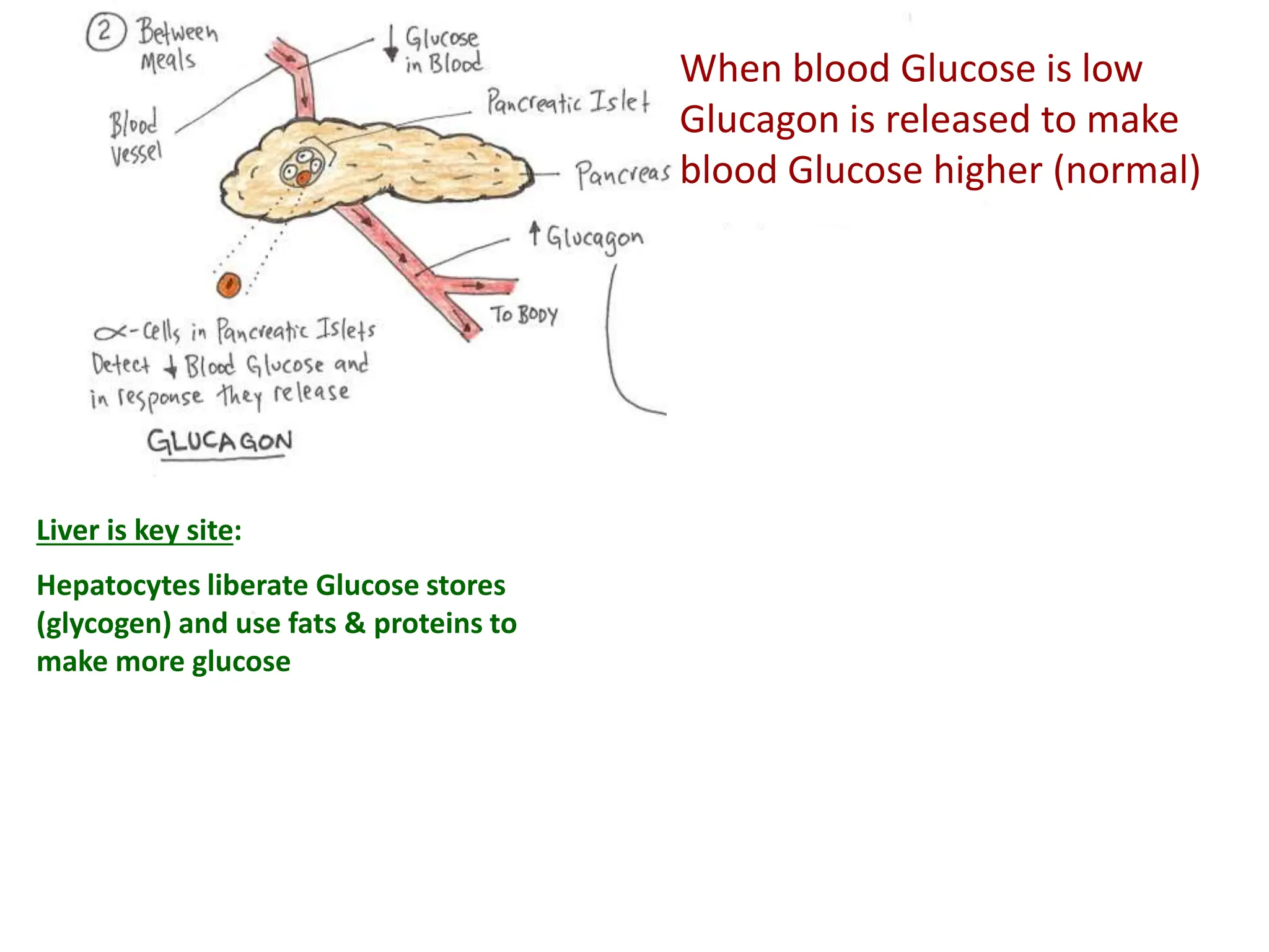 #16 Pancreas Physiology presentation ppt | PPT