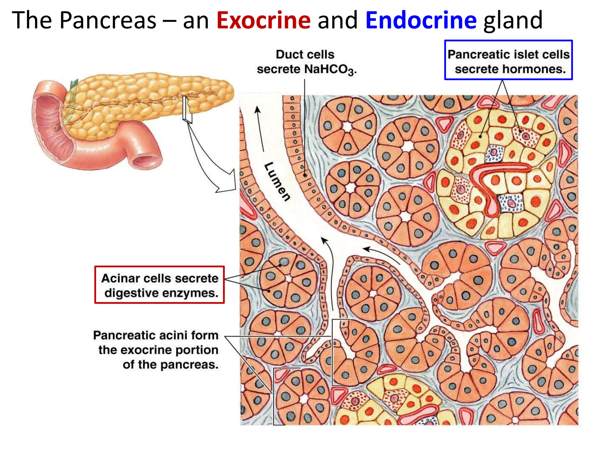 #16 Pancreas Physiology presentation ppt | PPT