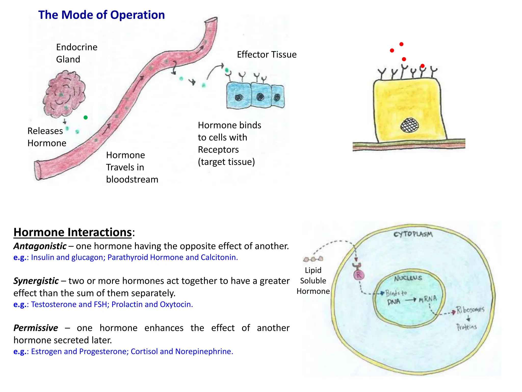 #16 Pancreas Physiology presentation ppt | PPT