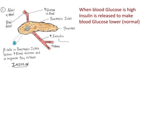 #16 Pancreas Physiology presentation ppt | PPT