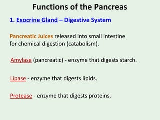 #16 Pancreas Physiology presentation ppt | PPT