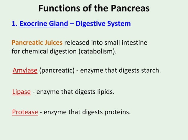 #16 Pancreas Physiology presentation ppt | PPT