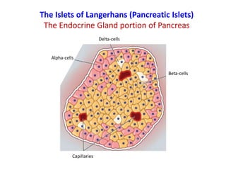 #16 Pancreas Physiology presentation ppt | PPT