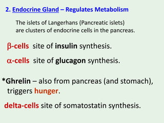 #16 Pancreas Physiology presentation ppt | PPT