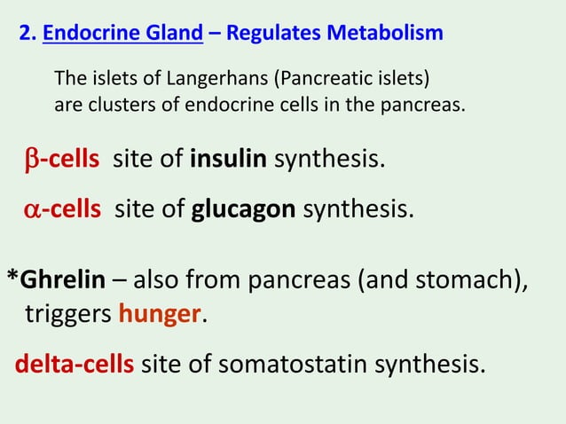 #16 Pancreas Physiology presentation ppt | PPT
