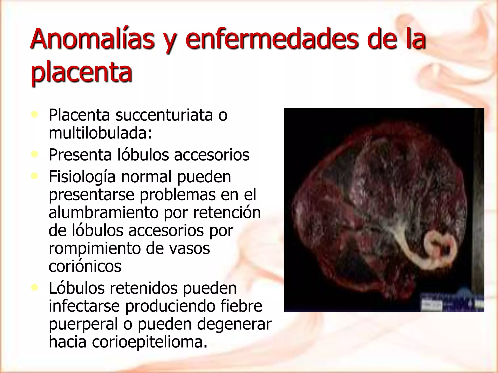 PLACENTA | PPT
