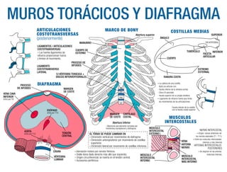 16 Plantillas Domina Medicina humana 1 pulmones | PDF