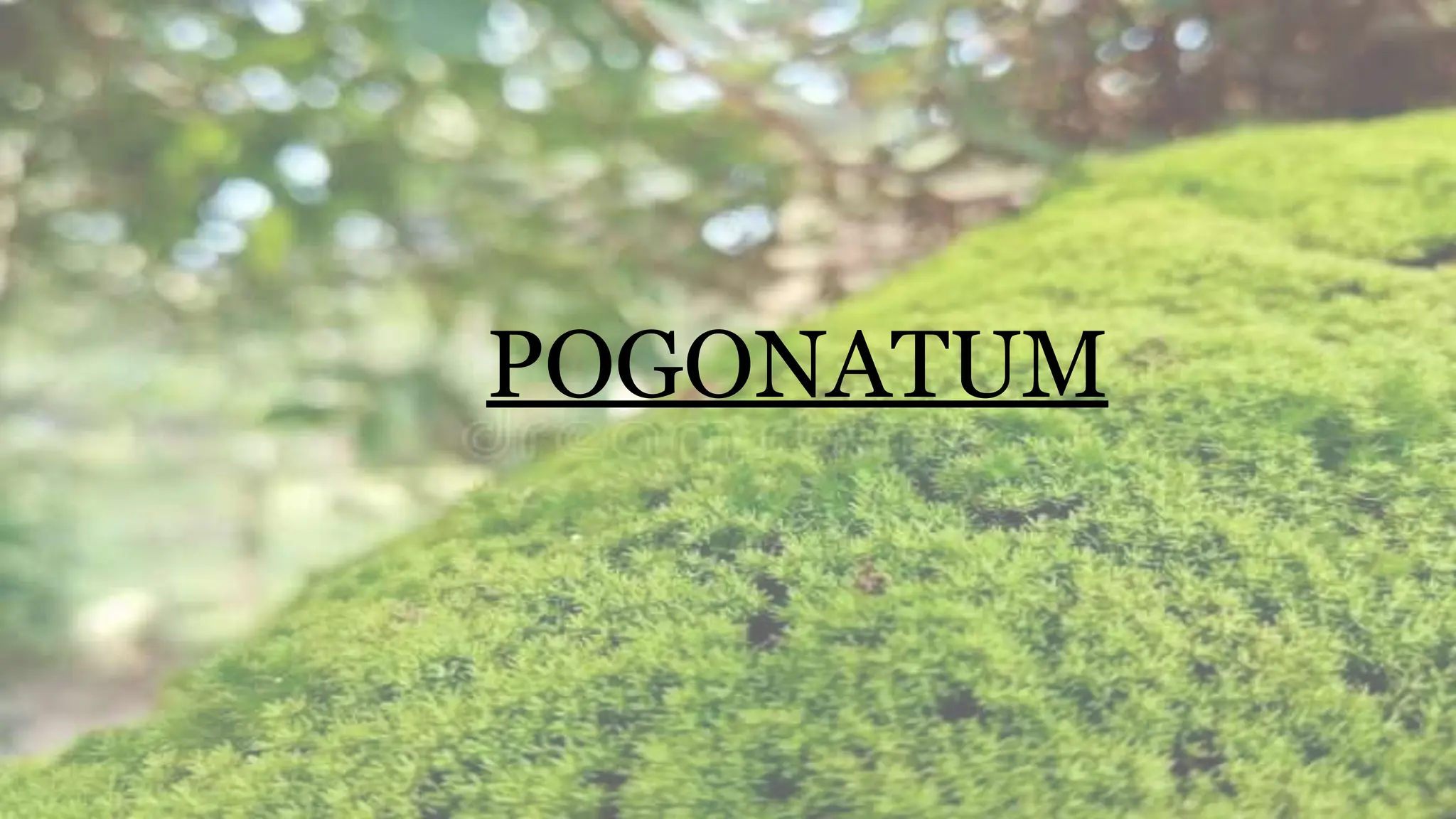 POGONATUM Morphology Anatomy Reproduction Etc PPTX pogonatum-morphology-anatomy-reproduction-etc-pptx