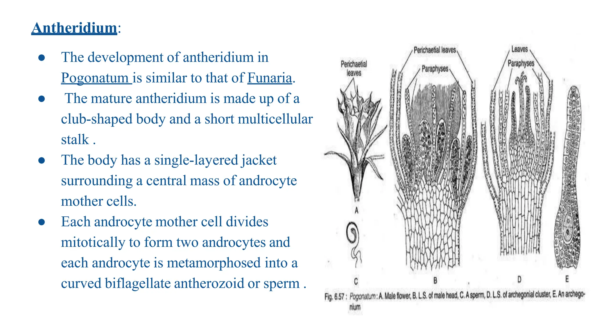 POGONATUM : morphology, anatomy, reproduction etc. | PPTX